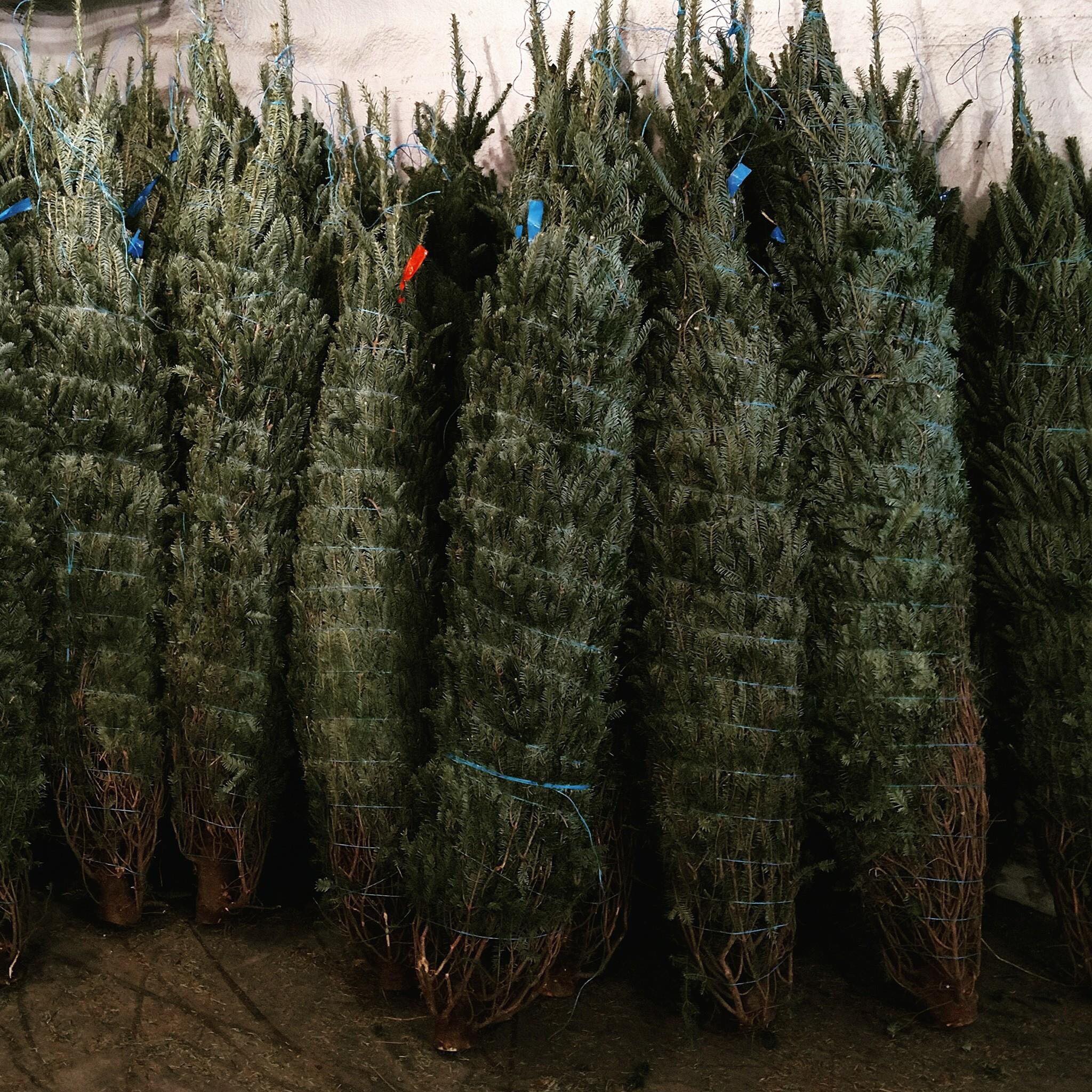 Updated Pages (Finally!!) – Guthrie Farms